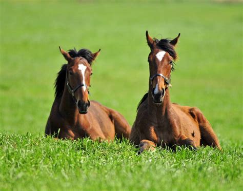 렛츠런파크 부산경남과 함께하는 재미있는 말 이야기 2 경남신문