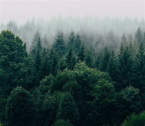 Decision Trees And Random Forests By Levi Raichik Tds Archive Medium