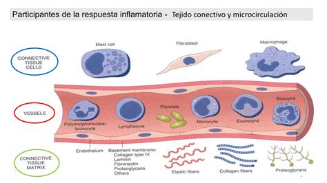 5fisiopatología De La Inflamación Pdf