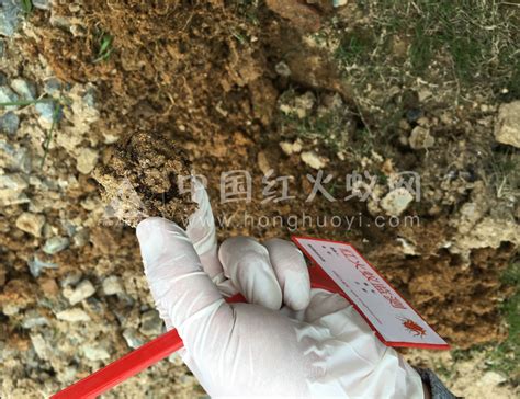 红火蚁专业化应急防控方案 红火蚁网 国内首个红火蚁行业权威网站