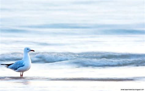 Seagull Wallpapers Top Free Seagull Backgrounds Wallpaperaccess