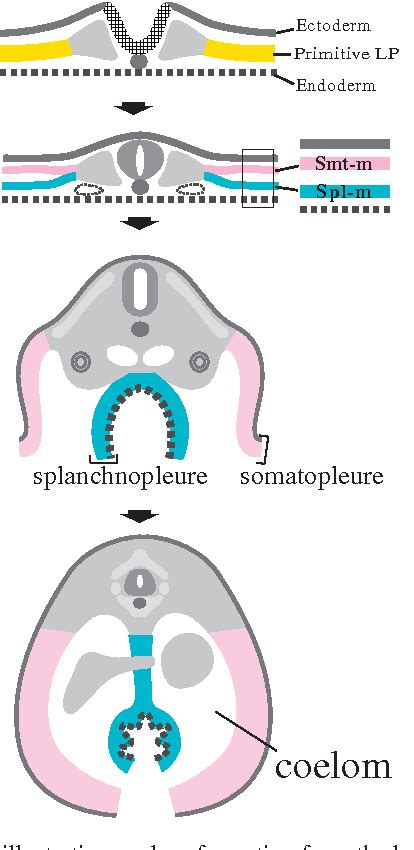 Lateral Plate Mesoderm