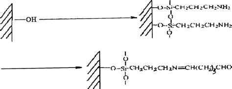 Method For Fixing Biological Macro Molecule In Common Pattern On Inorganic Silicone Material