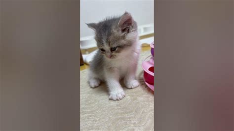 밥먹자마자 조는 아기고양이 무강이 Cat 고양이 Kitten 고양이일상 Cute Catlover Cutecat 고양이영상 British Youtube