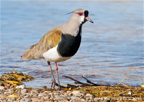 Terito Tero by Martín Iriarte - Photo 9918317 / 500px