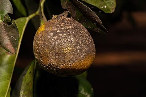 Premium Photo Black Sooty Mold Of The Genus Capnodium On A Rangpur Fruit Tree Of The Genus Citrus