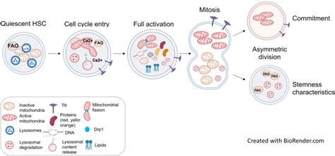 The Multifaceted Role Of Mitochondria In Hsc Fate Decisions Energy And