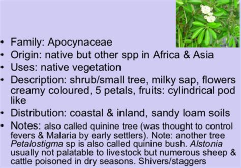 4 Plants Flashcards Quizlet