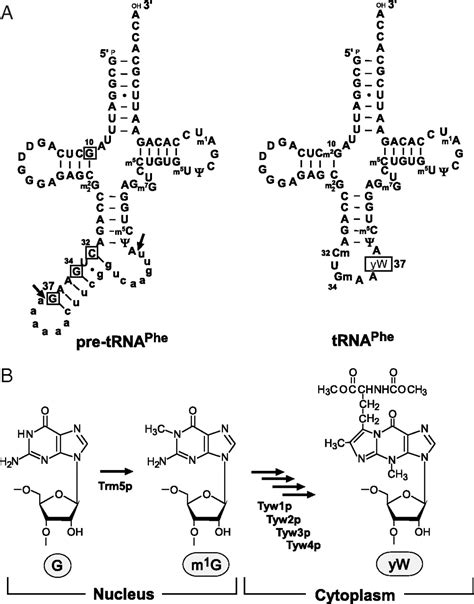 Retrograde Nuclear Import Of Trna Precursors Is Required For Modified
