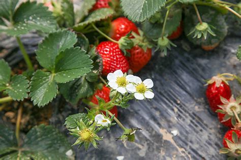 농촌의 딸기체험 딸기밭 풍경 유토이미지 상세페이지 베이직샵 사진 20544143