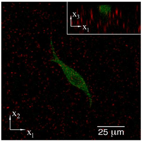 LSCM Cross Sectional Image Representative LSCM Image Depicting The Download Scientific Diagram