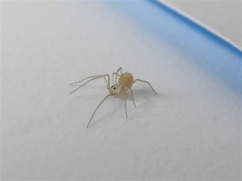 Chi è Questo Ragno Bianco Piccolo E Cosa Significa Se Lo Trovi In Casa