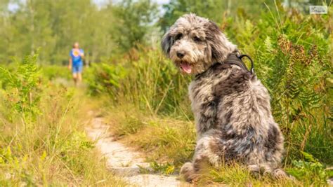 The Allure Of Aussiedoodle Personality Traits And Facts