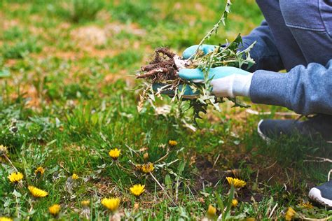 Common Weeds