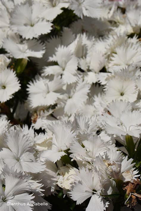 Dianthus Saskatoon Landscape Store