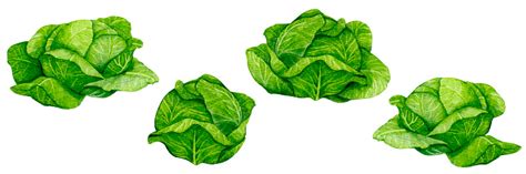 신선한 양배추 세트입니다 정원 가꾸기 수확 건강한 식습관 조리법 및 메뉴의 재료 삽화를 주제로 한 수채화 요소 개체 그룹에 대한 스톡 벡터 아트 및 기타 이미지 Istock