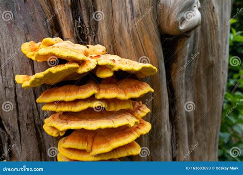 Fungus On Tree Stump Stock Image Image Of Fresh Mossy