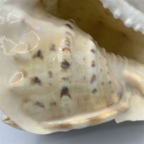 Large Queen Helmet Shell Striped Conch Seashell 10 Inches 254 Etsy