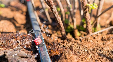 How To Install A DIY Drip Irrigation System In 9 Easy Steps