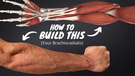 Brachialis And Brachioradialis Difference