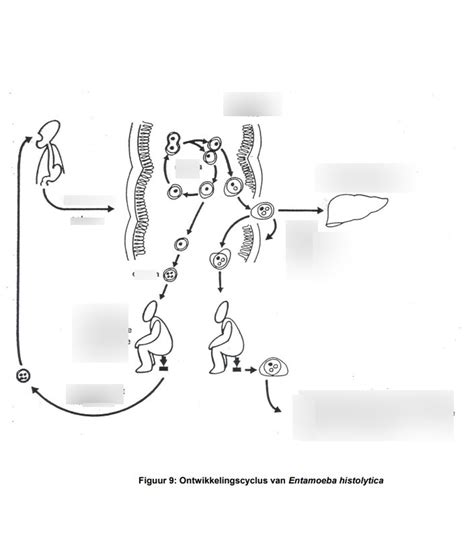 Entamoeba Histolytica Diagram Quizlet