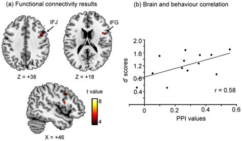 Functional Connectivity Results And Brain Behaviour Correlation A