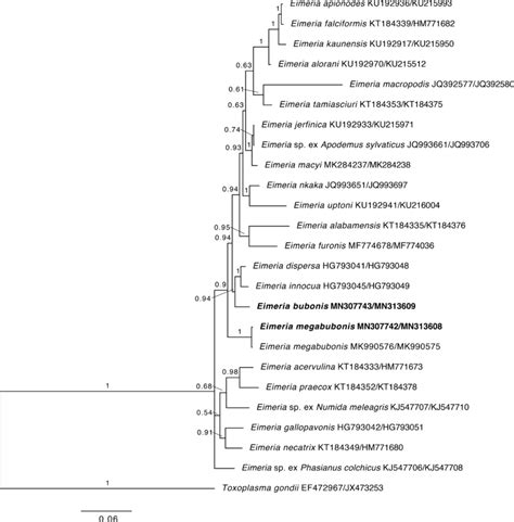 Phylogenetic Tree From Bayesian Inference Using Concatenated 18s Rdna