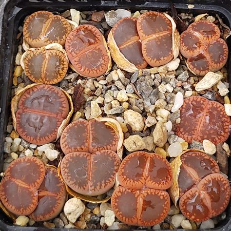 Lithops Aucampiae Velvet Red Living Stones Plants