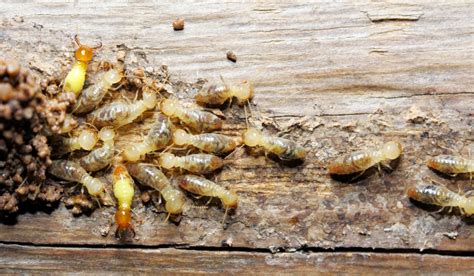 Formosan Vs Drywood Termites Whats The Difference