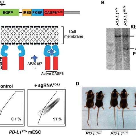 In Vitro Validation Of The Pd L1 Attac Mouse Model A Western Blot