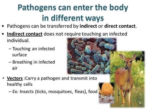 Unveiling The Primary Gateway Of Pathogens Into The Human Body