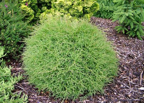 Туя западная – АГРАРИЙ