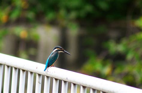 幼鳥 GANREF