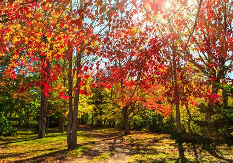 The Art Of Autumn Why Trees Change Color Tree Health Management
