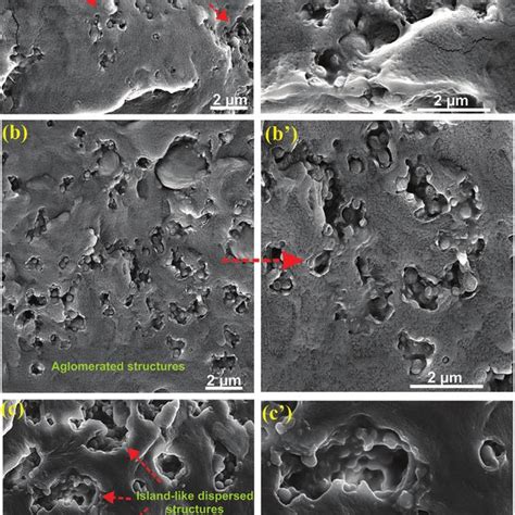 Sem Micrographs Of Cryo Fractured Surfaces Of Pppa6epdmg Ma Blends Download Scientific