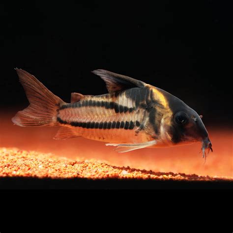 Super Parallelus Corydoras Planted Tank Mates