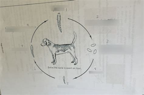 Diagram Of Demodex Canis Mite Lifecycle Quizlet