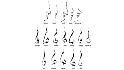 Nose Shapes Human Nose Wikipedia
