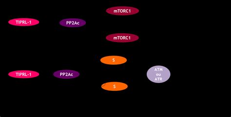 Schématisation Du Rôle De Tiprl Dans La Synthèse Protéique Et La Download Scientific Diagram