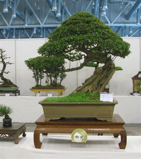 苏派盆景发展程度 苏派盆景六台三托一顶 苏派盆景图片 第9页 大山谷图库