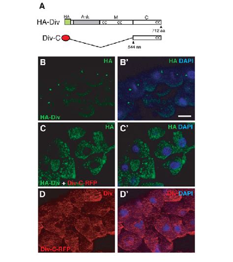 Centrosomal Localization Of Diversin Was Disrupted By The C Terminal Download Scientific