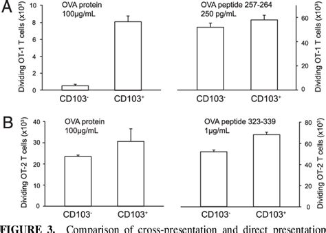Figure 1 From Formed Dendritic Cells Cross Presentation Function By Newly The Acquisition Of