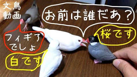 文鳥フィギアにキャルル 吠える白文鳥ふーちゃん 文鳥動画 YouTube