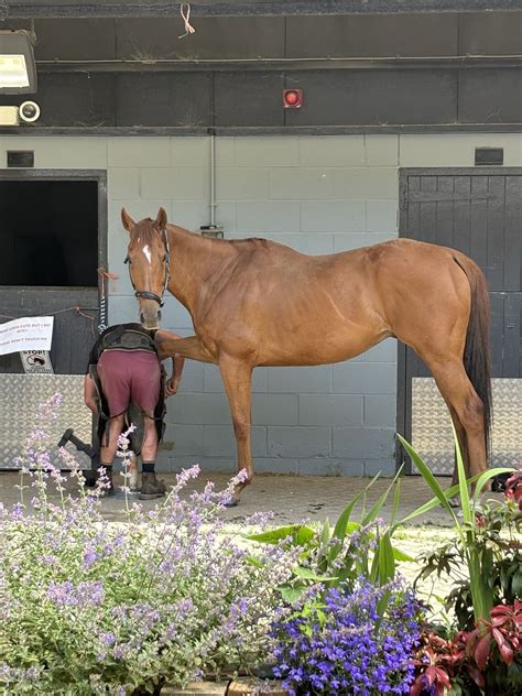 Elizabeth Start On Linkedin Strangest Spot Yet A Farrier At Work 15