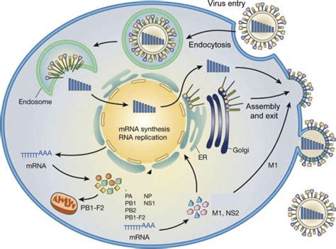 5 Influenza A Virus Replication Process Reprinted From 32 With