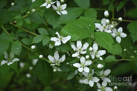 Raspberry Bush Flowers Mysore Raspberry Bush Live Starter Plants