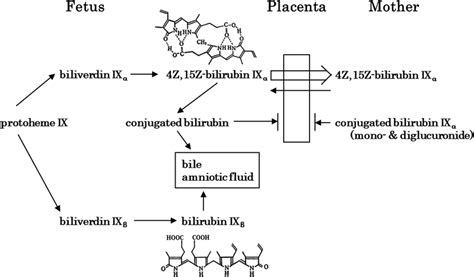 Fetal Bilirubin Metabolism [modified In Part From Itoh 65 ] Bilirubin Download Scientific