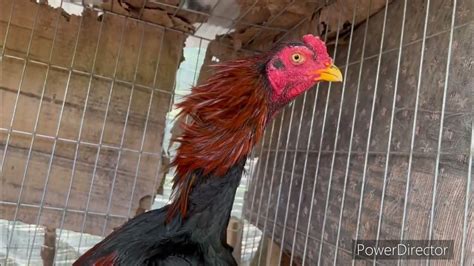 Update Kuv Cov Qaib Youtube