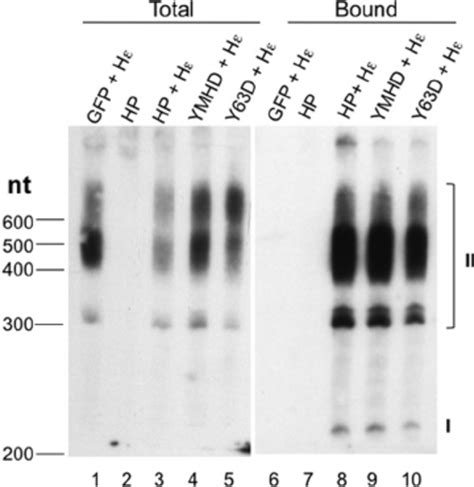Detection Of Hp H ␧ Interaction In Vivo Total Rna Was Extracted From