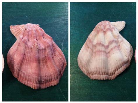 Chlamys Shell